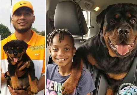 Clients | Butler Kennels Rottweilers