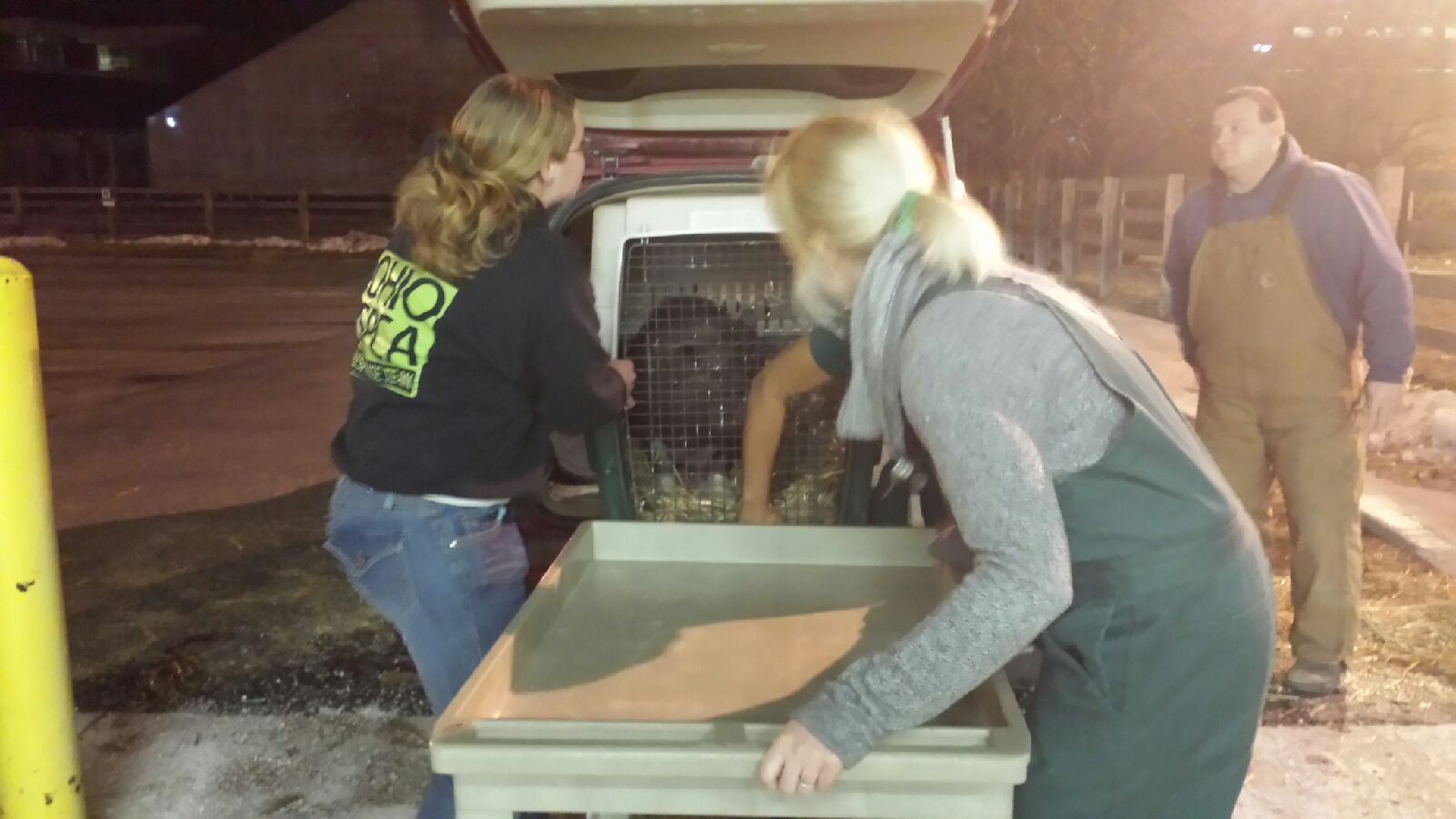 Emergency Pig Rescue