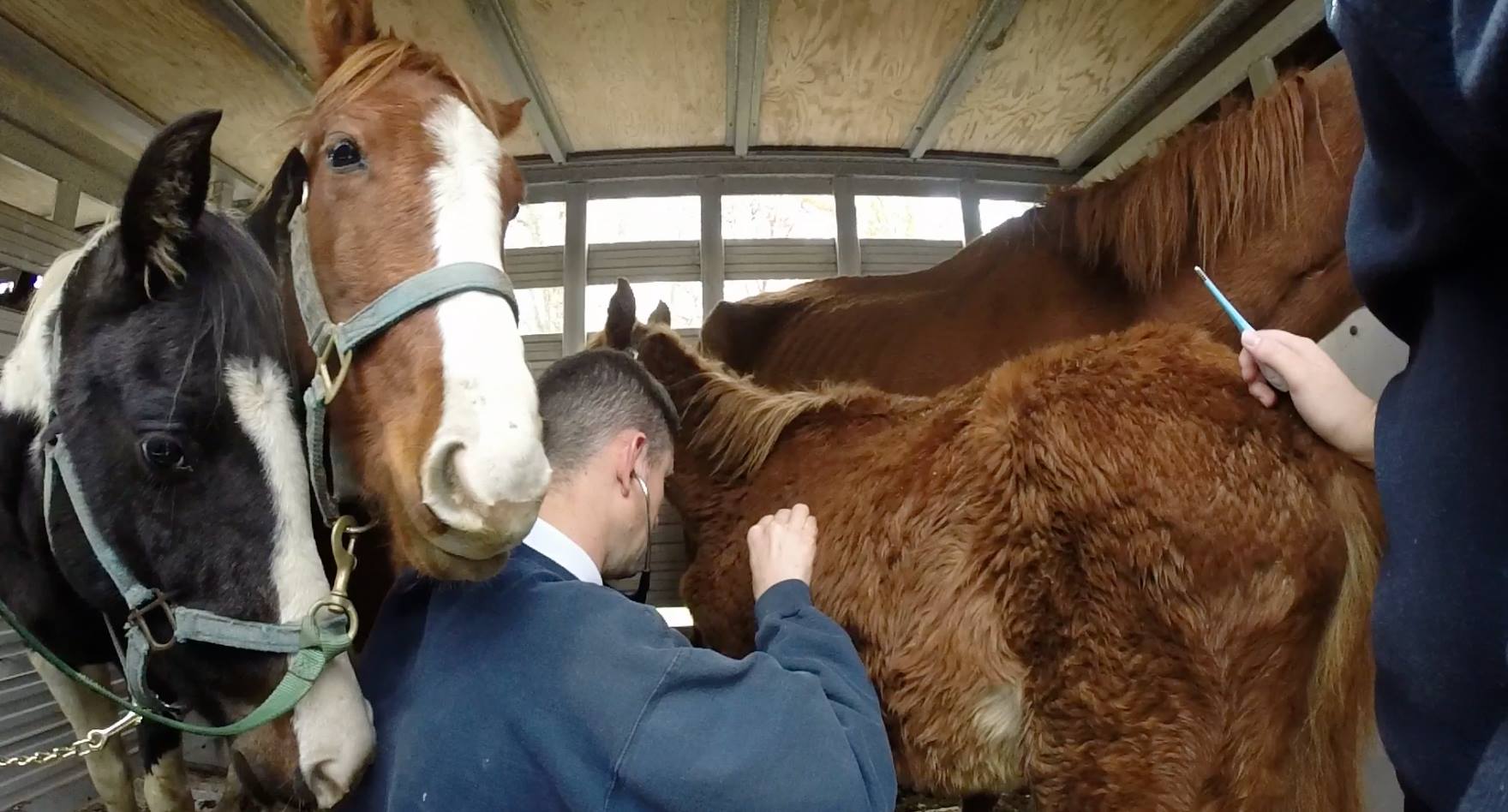 OHIO SPCA EQUINE RESCUE PROGRAM