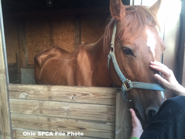 OHIO SPCA EQUINE RESCUE PROGRAM