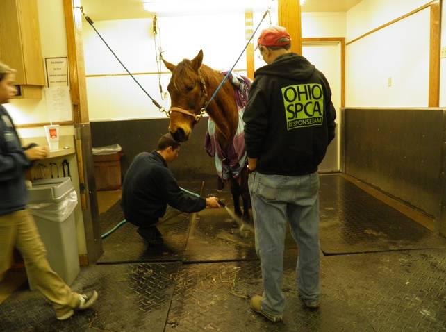 OHIO SPCA EQUINE RESCUE PROGRAM