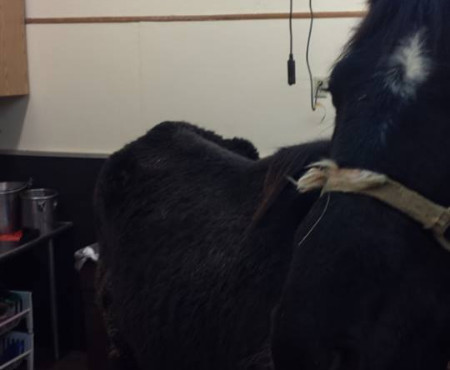 Starved Rocky Is Rescued