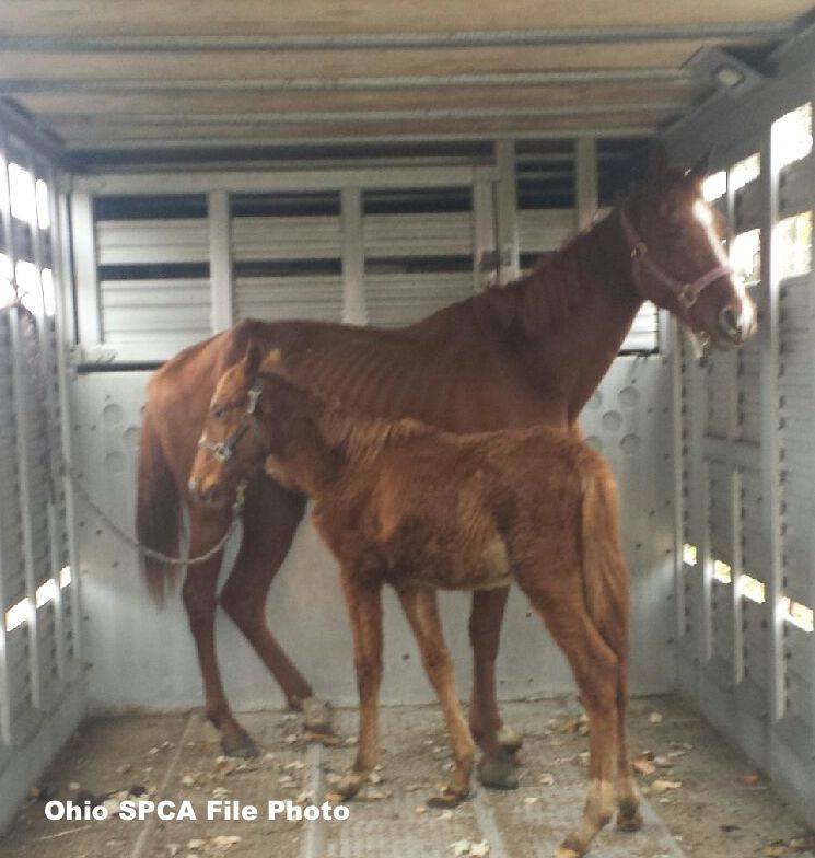 OHIO SPCA EQUINE RESCUE PROGRAM