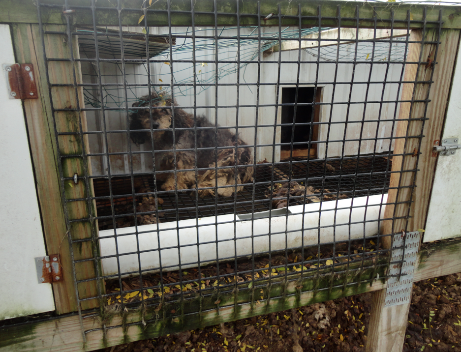 OHIO SPCA RESCUES 52 DOGS FROM PUPPY MILL