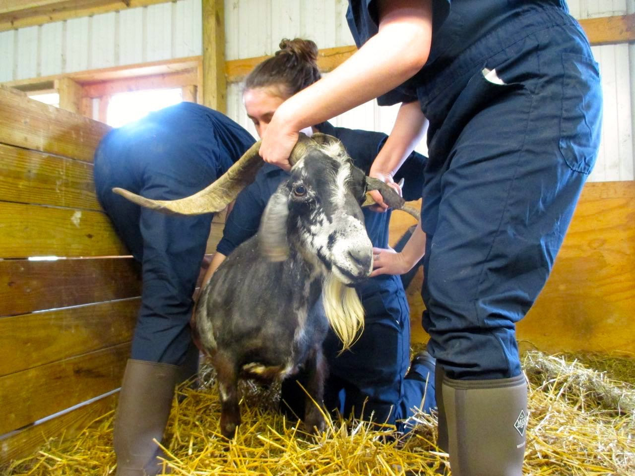 Goat Day - Spring 2015