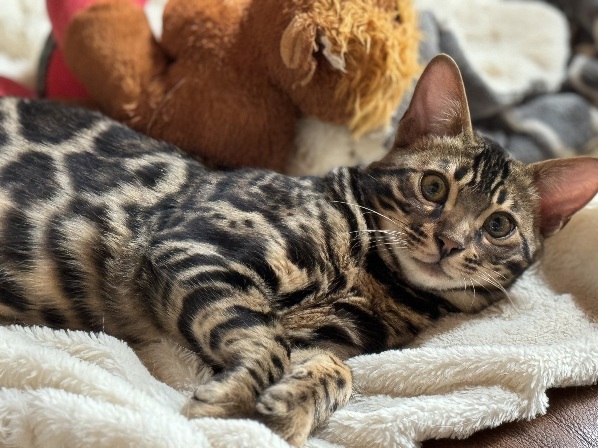 cat sitting | Woof Hoof Mew