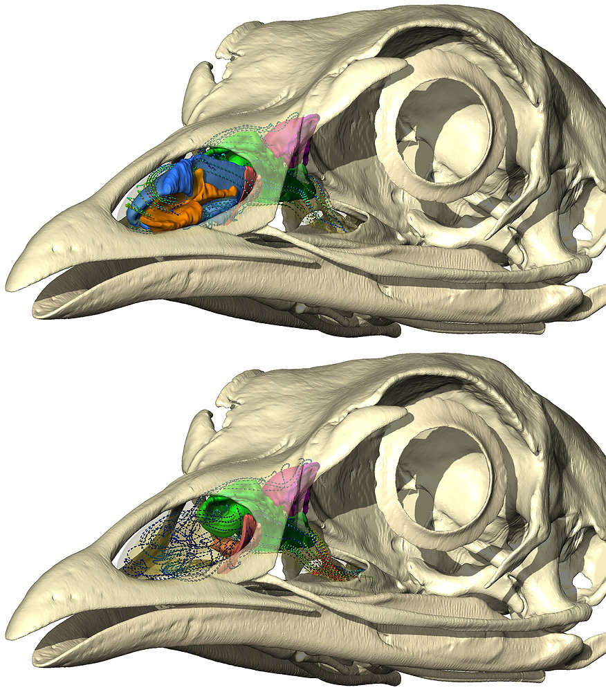 The baffling world of bird noses