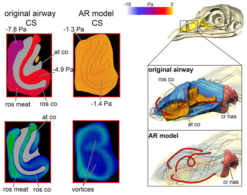 The baffling world of bird noses