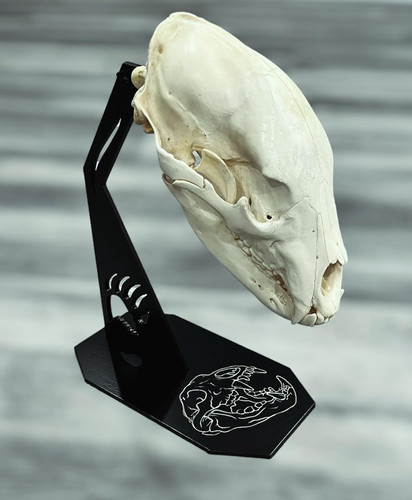 Bear Skull Table Display | 222 Metalworks