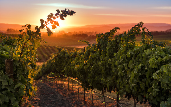 Winery Venues | Sunrise Ranch Winery