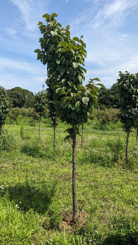 PRUNUS PINK FLAIR CHERRY HEIGHT 8-10' | Good Earth Nursery