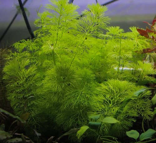 Limnophila Sessiliflora- Aquatic Plant (4 stems, 6-8” tall) | Pontus ...