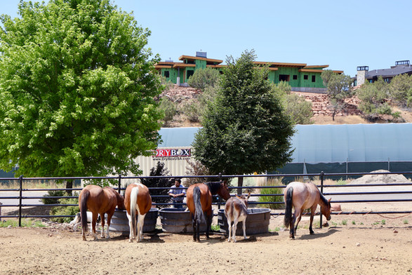 KB Horses: Internship Program