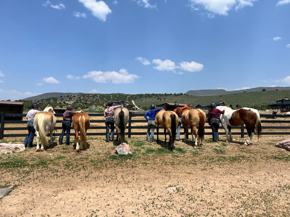 KB Horses: Internship Program