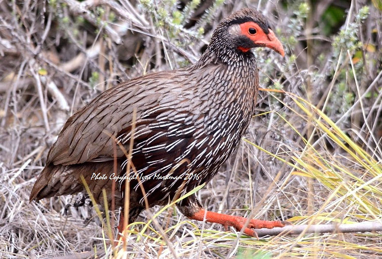 Birds | photojournalism