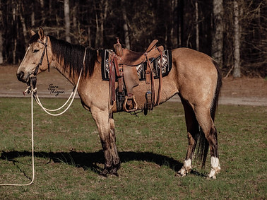 Horse Sales | Ten Point Ranch