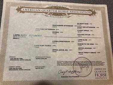 Horse Sales | Ten Point Ranch