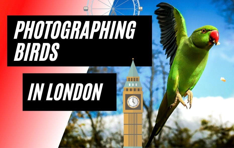 Where to Photograph Birds in London? Top 5 Locations…