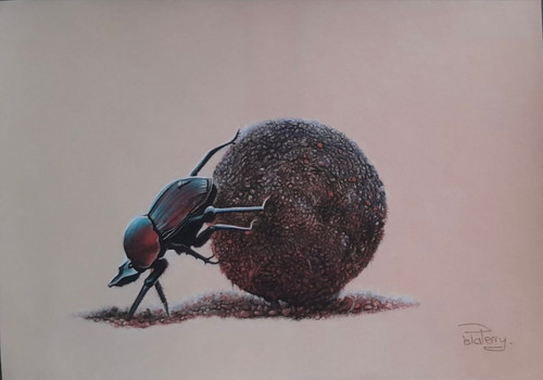 Isla Perry - Dung Beetle 1 | Wildlife Gallery