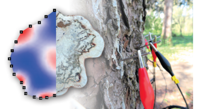 Advanced Tree Inspections | Tree Diagnostics | Boroughbridge