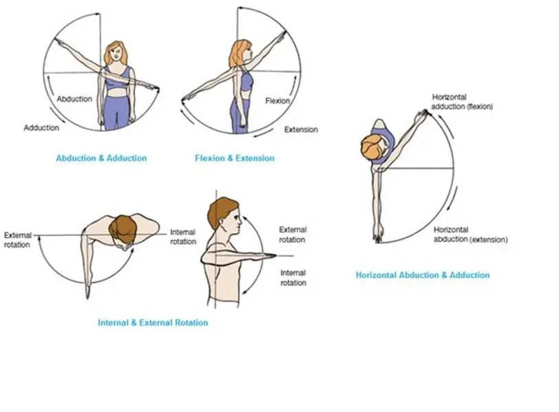 Movements of the Shoulder Girdle