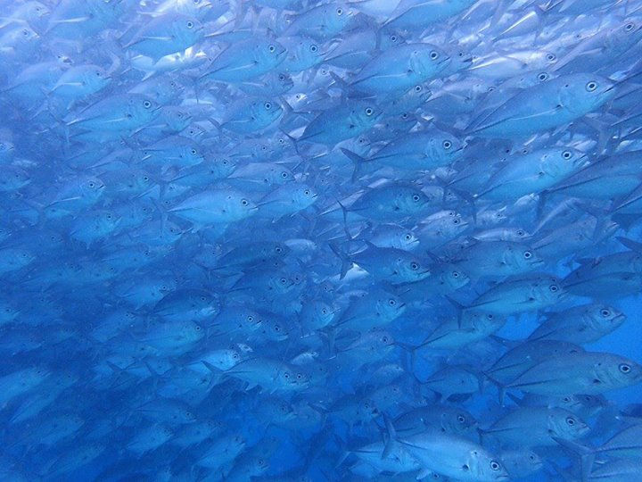 Not so Many Fish in the Sea