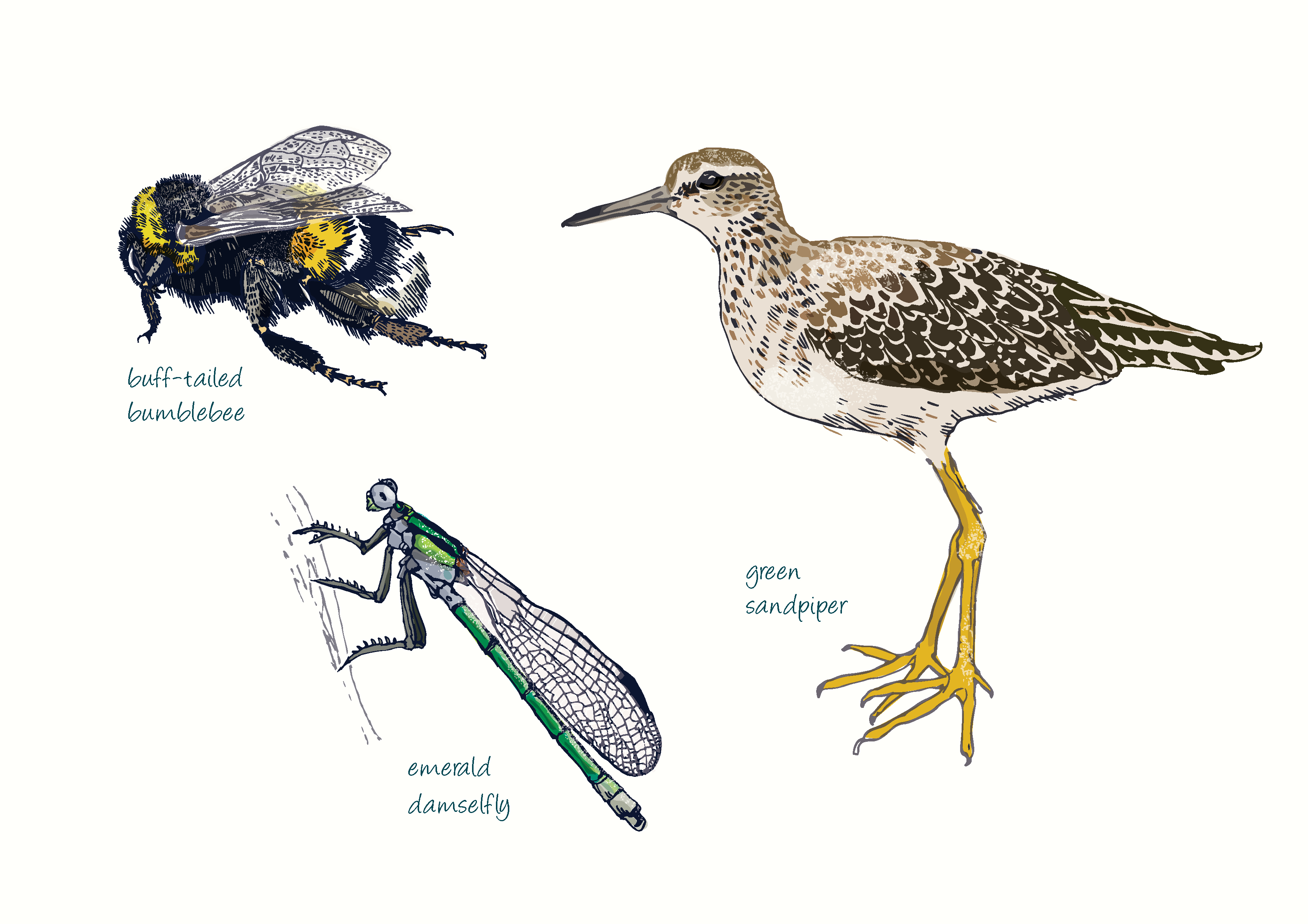 INTERPRETATION DESIGN | imogen-illustrator