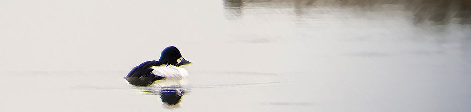 Puget Sound Bird Observatory | Projects and Opportunities | PSBO