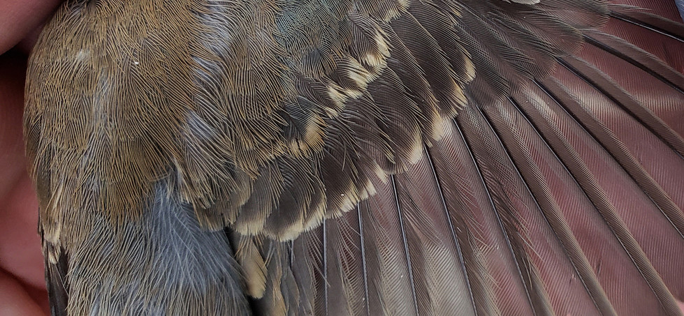 Puget Sound Bird Observatory | News | PSBO