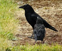 Bird Research | Puget Sound Bird Observatory| Community Science