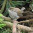 Bird Research | Puget Sound Bird Observatory| Community Science