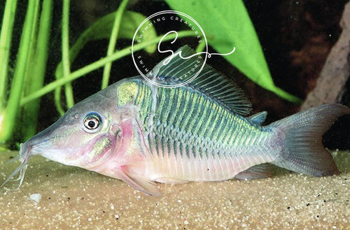 2 Hognosed Brochis Catfish- Brochis multiradiatus - Live Aquarium Fish ...