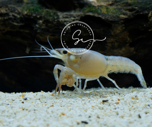 1 Live Freshwater Aquarium Crayfish White | Swimming Creatures