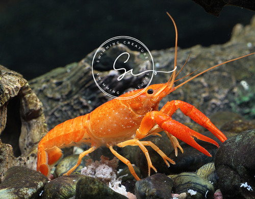 1 Live Orange Freshwater Aquarium Crayfish | Swimming Creatures