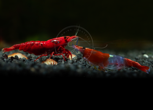 5 Fire Red & 5 Red Rili Neocaridina Freshwater Aquarium Shrimps ...