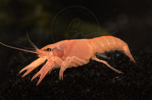 1 Valentine (Pink) Crayfish 1"-1.5" (Procambarus clarkii) | Swimming ...