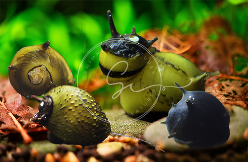 5 Assorted Color Thorn/Horn Nerite Snail (Clithon Corona/diadema ...