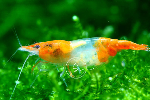 10 Orange Rili Neocaridina Freshwater Aquarium Shrimp Live | Swimming ...