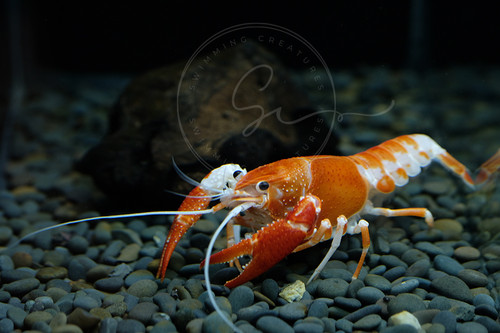 1 Live Fireball Freshwater Aquarium Crayfish | Swimming Creatures