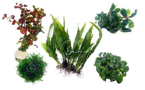 5 Species Live Aquarium Plants Bundle | Swimming Creatures