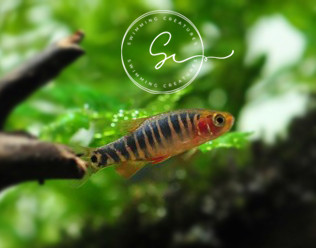 School of 6 Emerald Rasbora Freshwater Aquarium Fish Live | Swimming Creatures