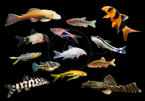 3 PCS Assorted Tropical Fish Combo Pack | Swimming Creatures