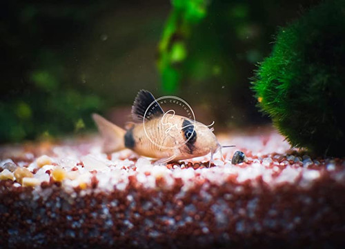 5 Panda Corydoras, Panda Corycats, Freshwater Aquarium Catfish ...