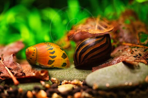 2 Zebra & 2 Tiger Nerite Snail, Freshwater Aquarium Snail Live ...