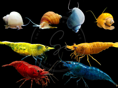 10 Mixed Color Shrimps with 3 Assorted Mystery Snails | Swimming Creatures
