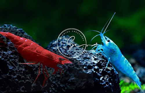 5 Fire Cherry Red & 5 Blue Velvet Neocaridina Freshwater Aquarium ...
