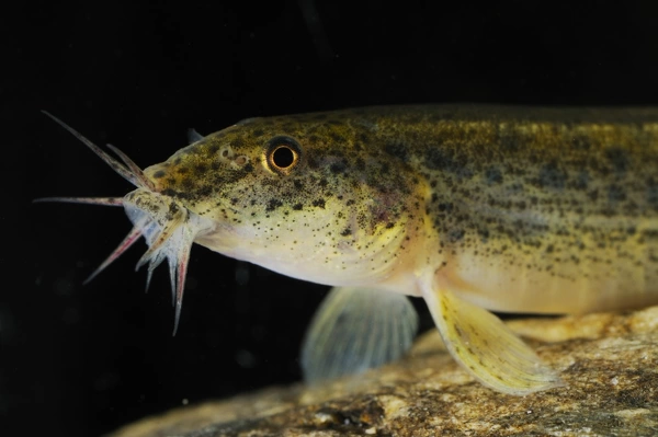 1 Dojo Loach (Misgurnus Anguillicaudatus) Live Tropical Freshwater ...