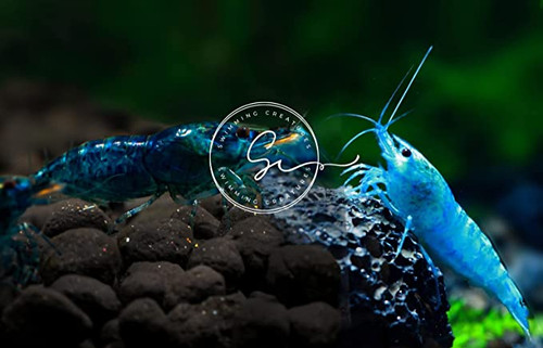 5 Blue Velvet & 5 Blue Diamond Neocaridina Freshwater Aquarium Shrimp ...