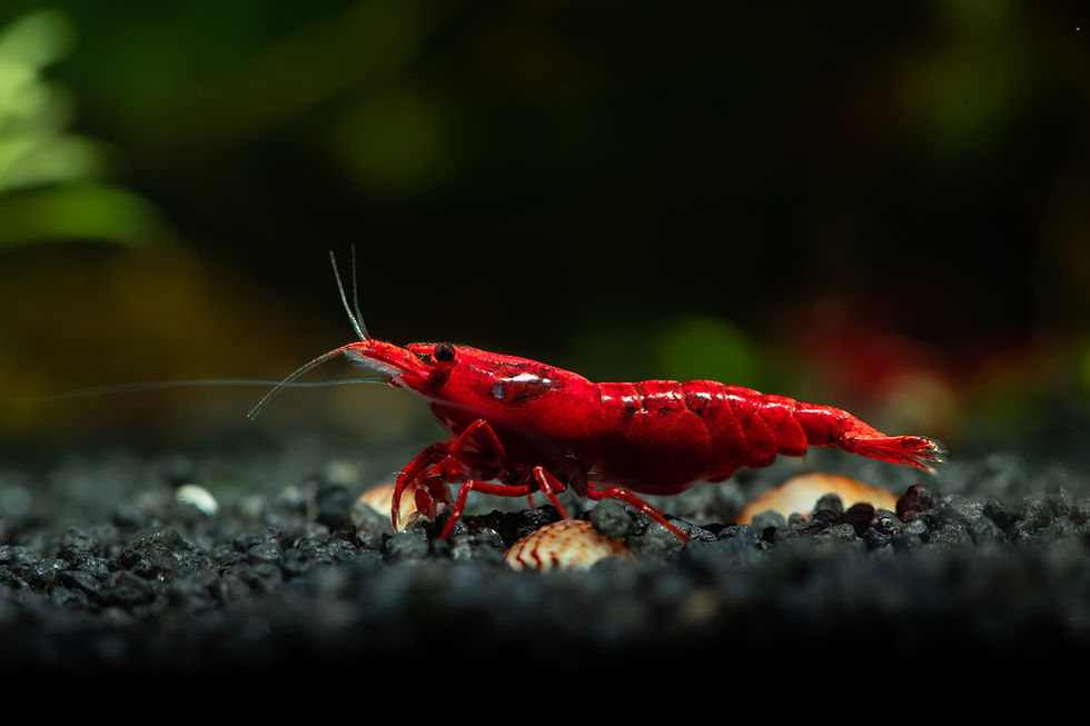 The Origin Story: Unveiling Neocaridina Shrimp's Cherry Origins