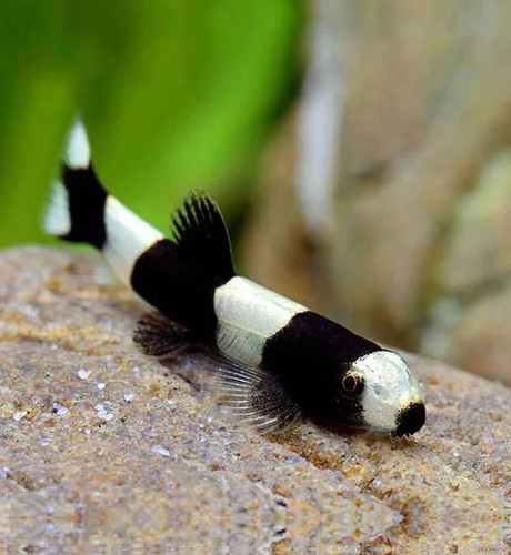 2 Panda Loach (Yaoshania Pachychilus) Aquarium Fish Live | Swimming ...